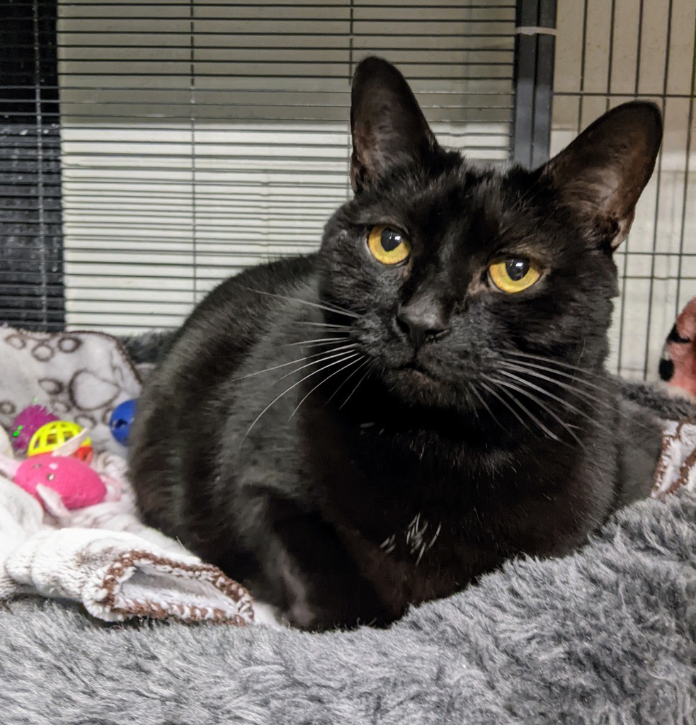 Search -- Furry Friends Barrie