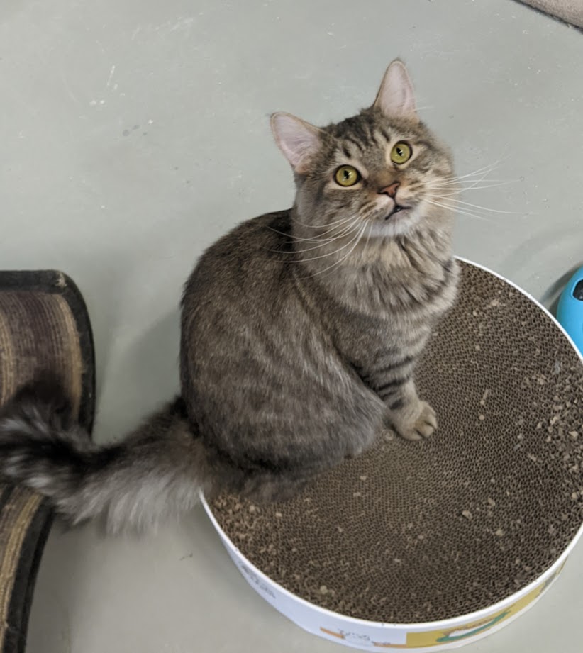 Adoption -- Furry Friends Barrie