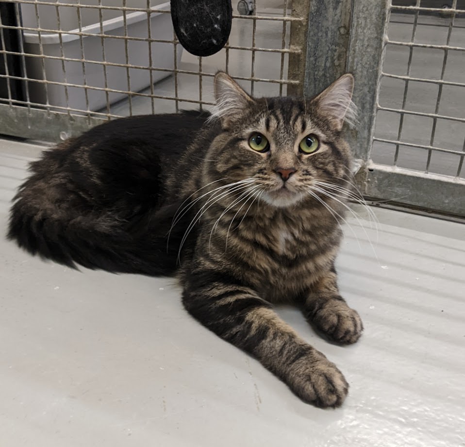 Adoption -- Furry Friends Barrie