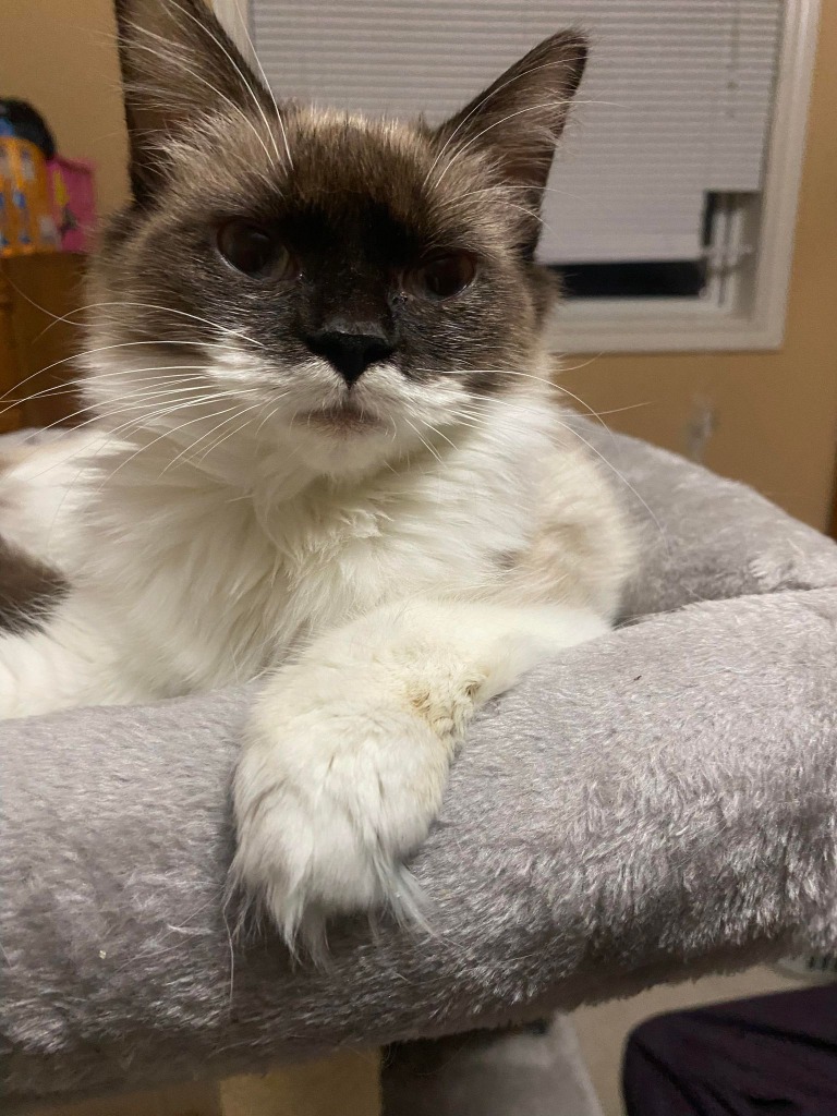 Volunteer -- Furry Friends Barrie