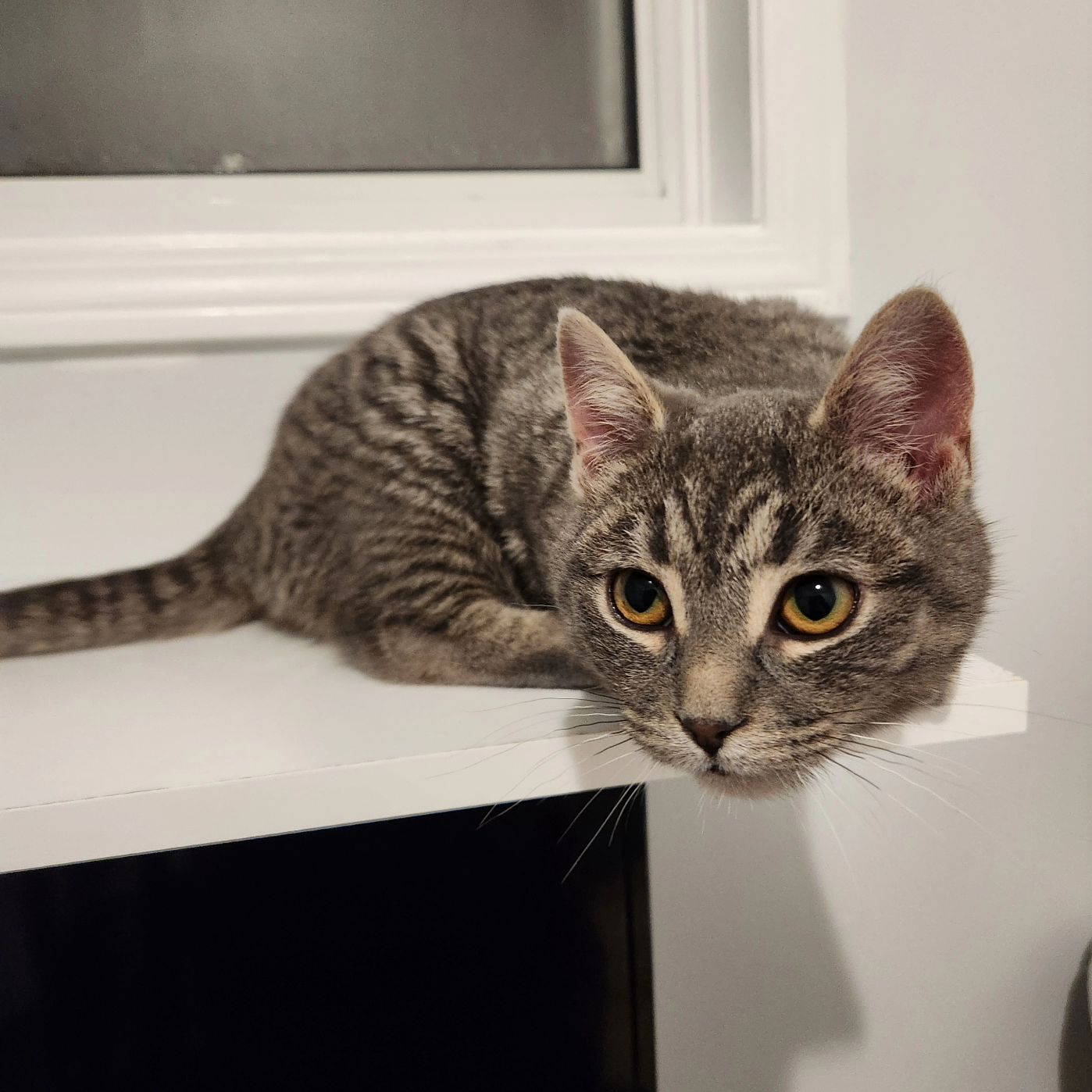 Donate -- Furry Friends Barrie