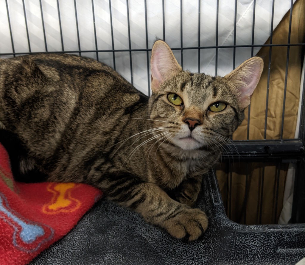 Surrender -- Furry Friends Barrie