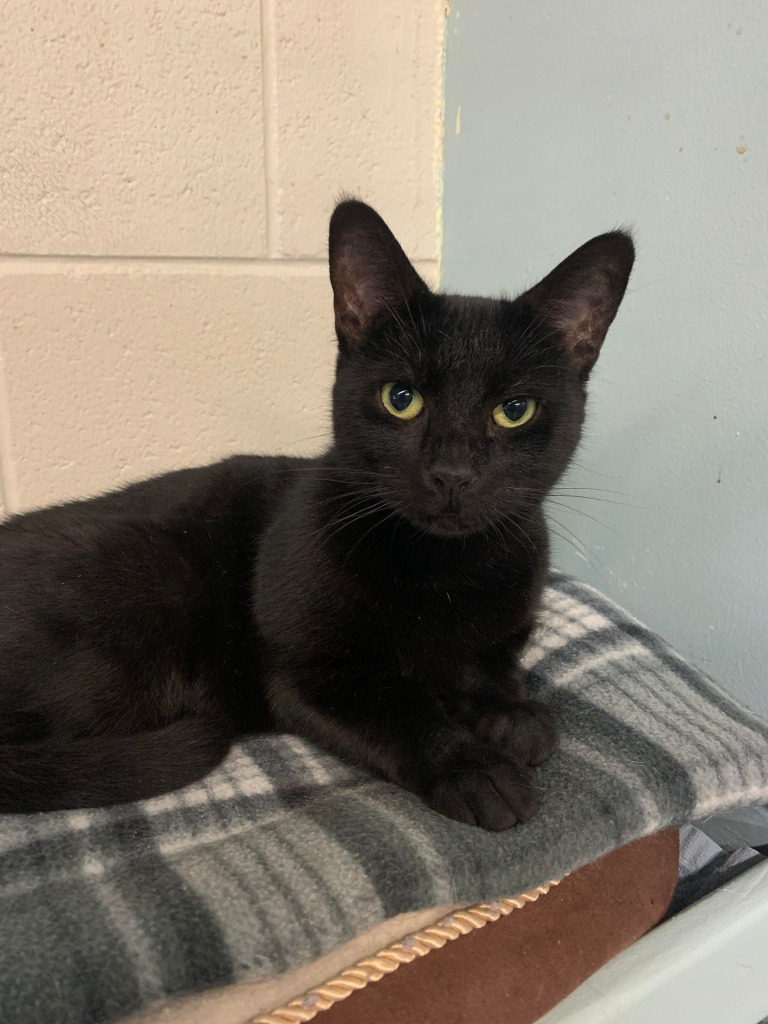 Adoption -- Furry Friends Barrie