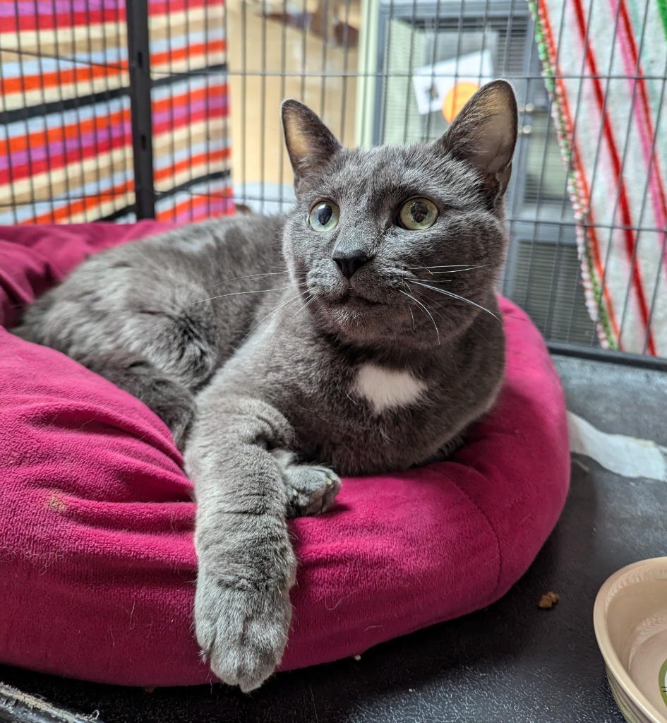 Search -- Furry Friends Barrie