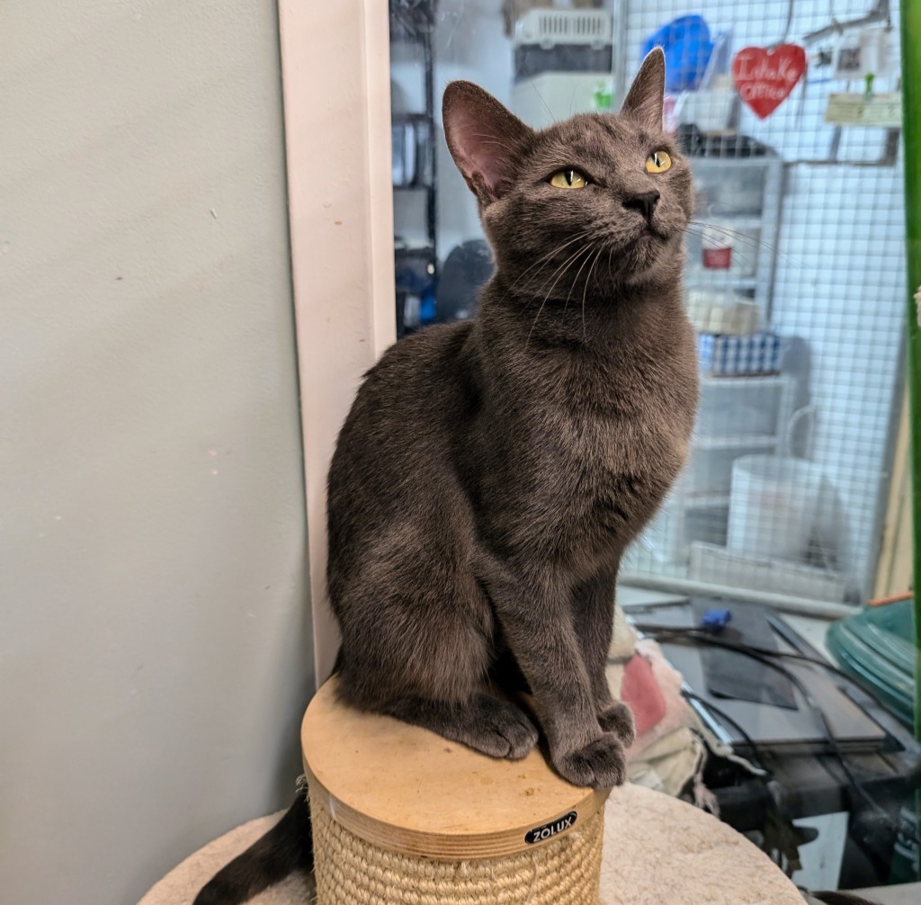 Volunteer -- Furry Friends Barrie