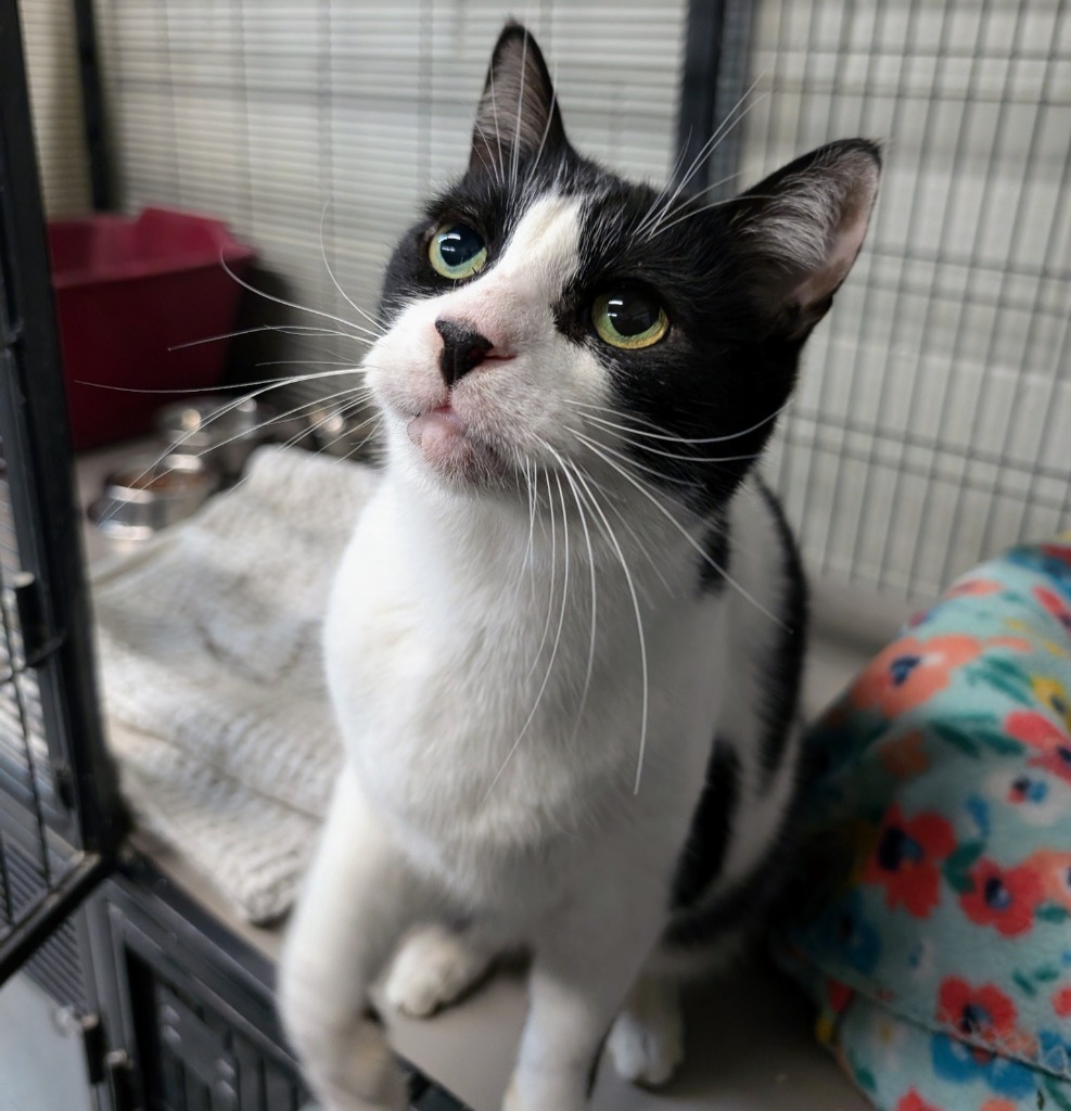 Search -- Furry Friends Barrie