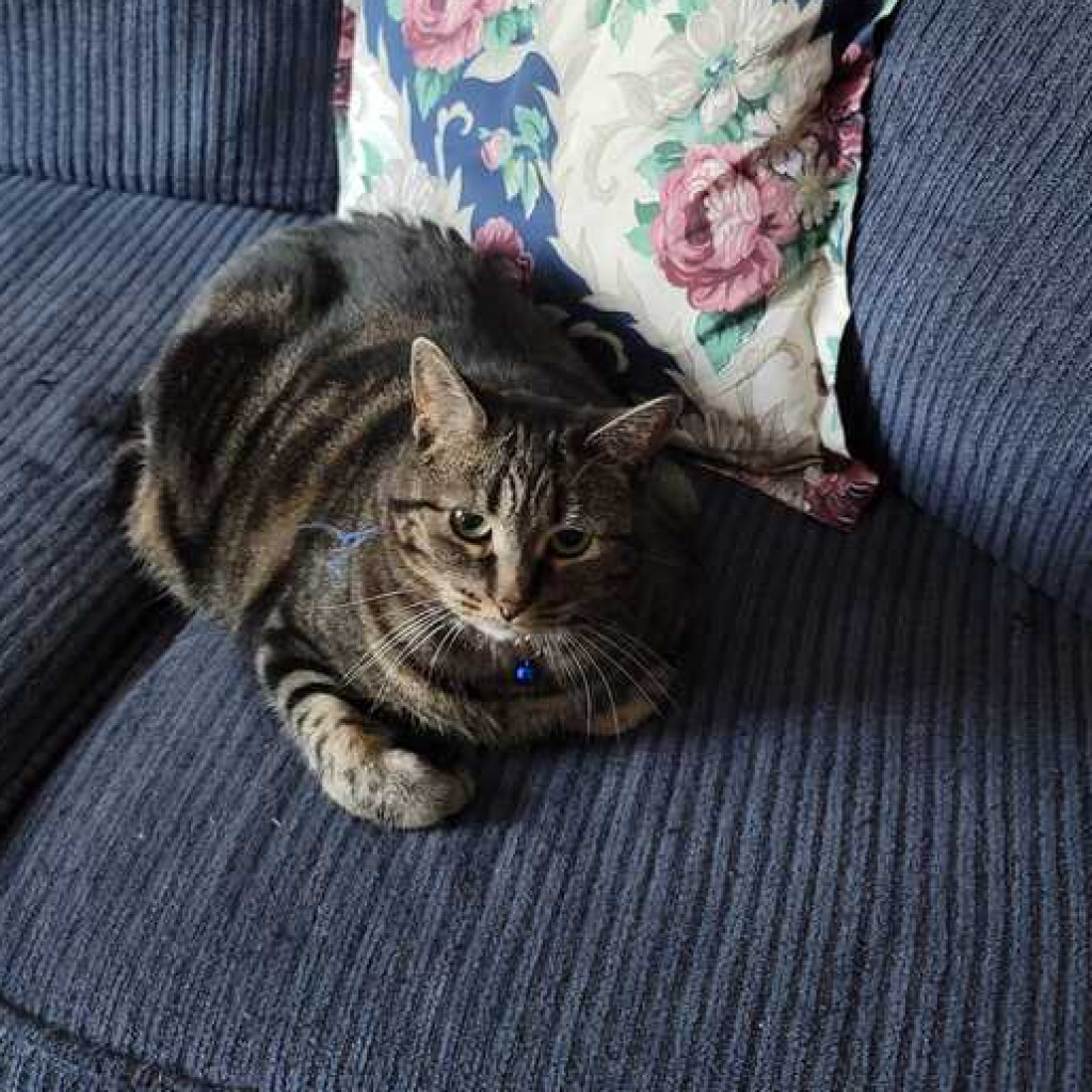 Lost and Found -- Furry Friends Barrie